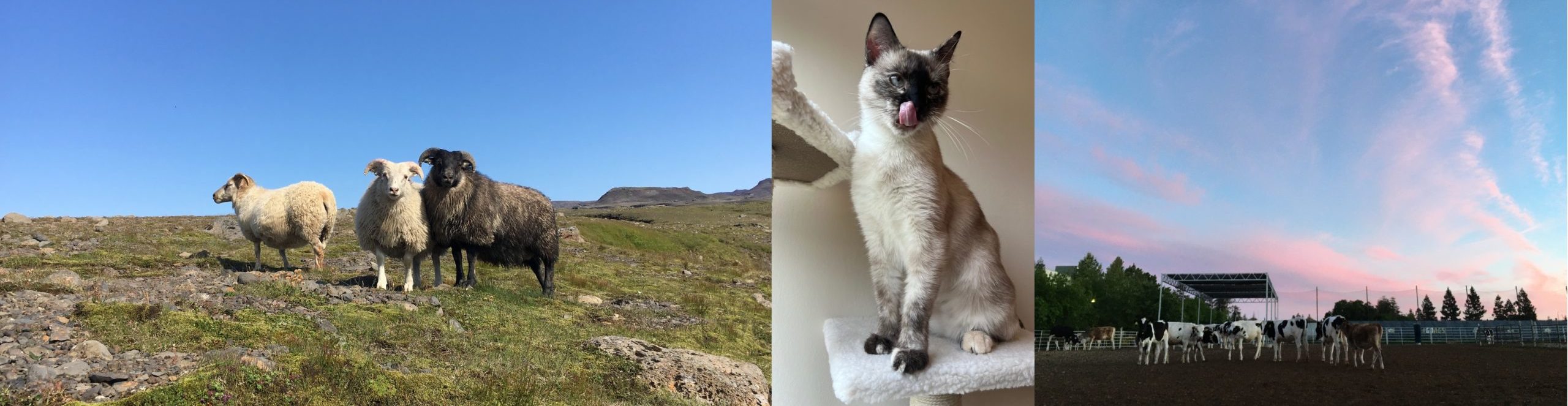 Teaching | Animal Behavior and Welfare Research